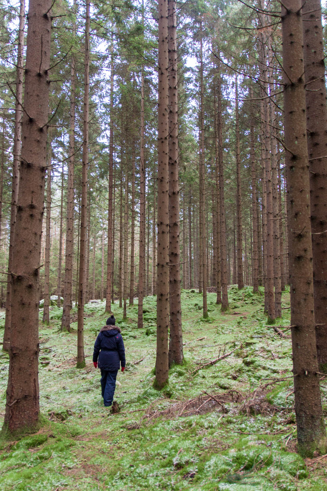 Långpromenad i skogen – Fembarnsmamman